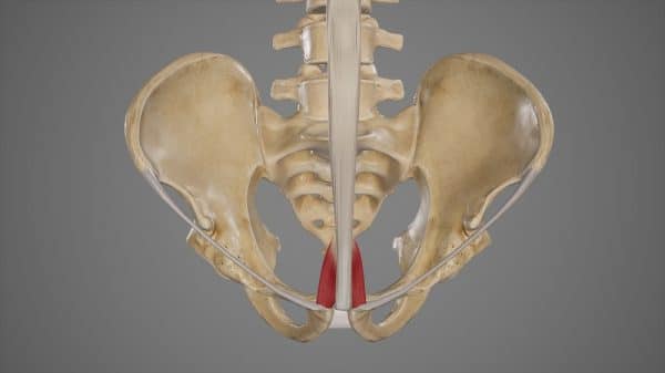 Pyramidalis - Actions - Innervation - TeachMeAnatomy