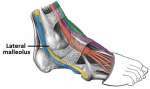 Muscles of the Leg - Anterior - Lateral - Posterior - TeachMeAnatomy