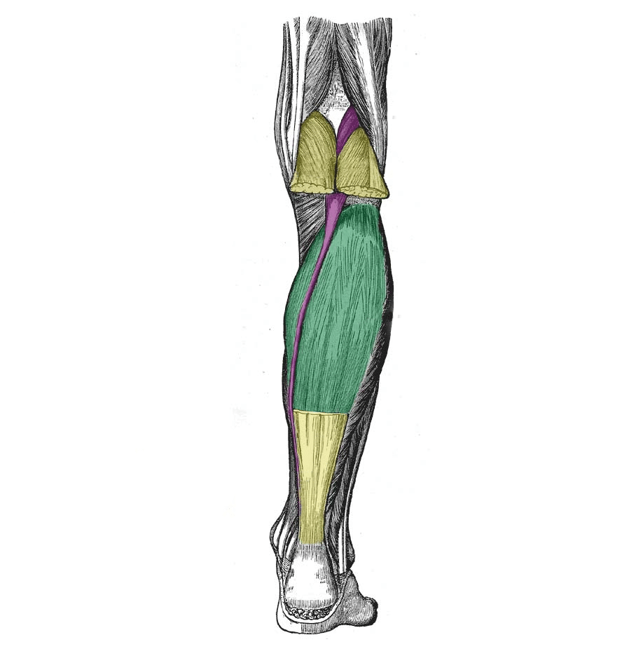 Muscles Of The Posterior Leg Attachments Actions TeachMeAnatomy