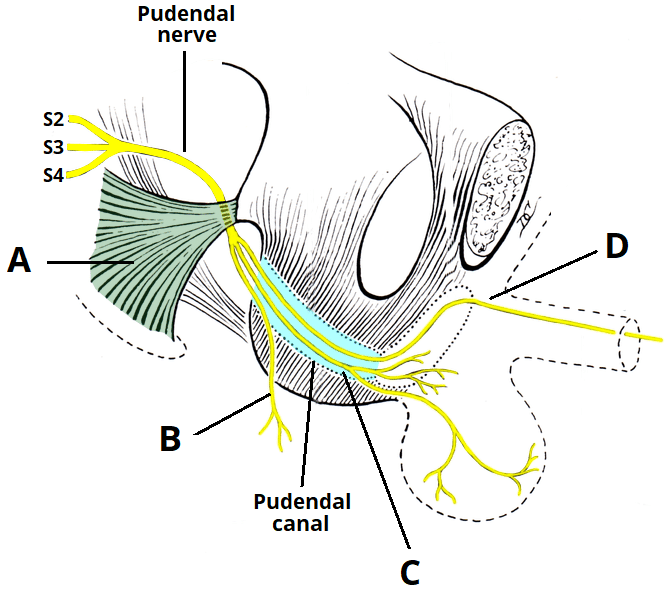 Pudendal Canal Pudendal Nerve Blockade | Anesthesia Key