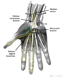 Recurrent Branch of Median Nerve - Thenar Muscles - Course - TeachMeAnatomy