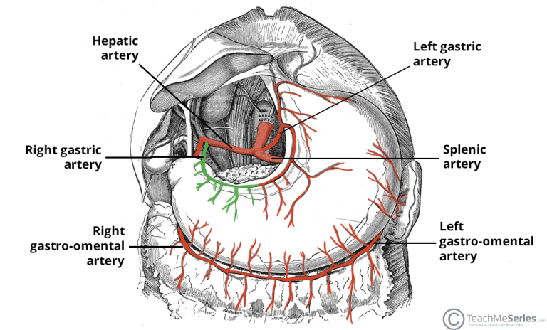 Ear Anatomy | External, Middle and Inner Ear – TeachMeAnatomy