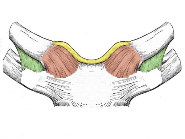 Upper Limb Joints | Shoulder, Elbow, Wrist and Hand Joints – TeachMeAnatomy
