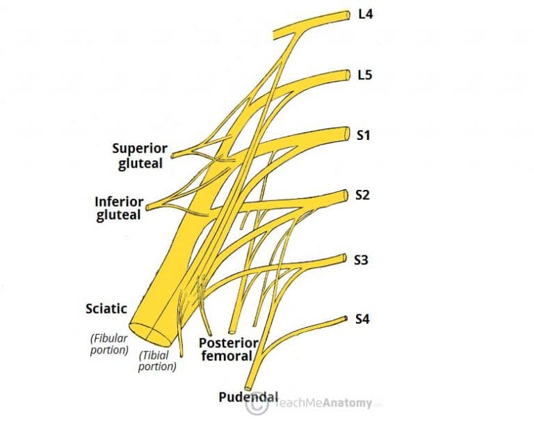 Lower Limb Nerves | Lumbosacral Plexus, Sciatic and Peripheral Nerves ...