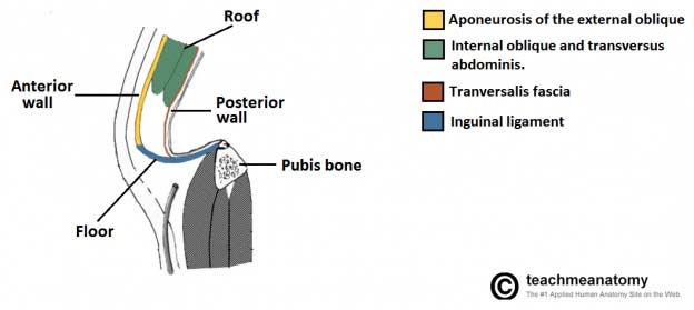 The Inguinal Canal - Boundaries - Contents - TeachMeAnatomy