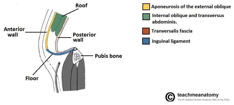 The Inguinal Canal - Boundaries - Contents - TeachMeAnatomy
