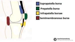 The Knee Joint - Articulations - Movements - Injuries - TeachMeAnatomy
