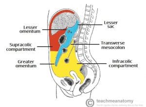 The Peritoneal Cavity - Greater Sac - Lesser Sac - TeachMeAnatomy