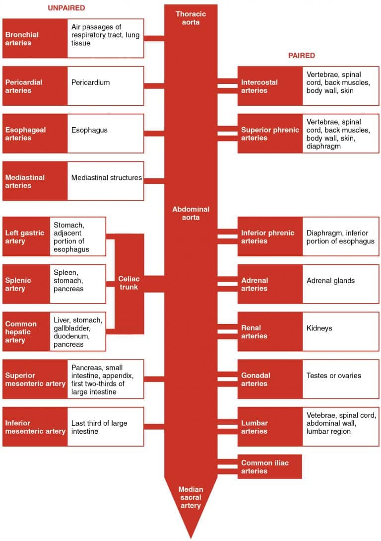 Aorta Anatomy | Ascending, Arch, Thoracic & Abdominal – TeachMeAnatomy