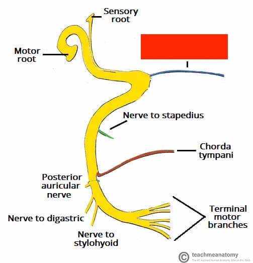 The Abducens Nerve (CN VI) - Course - Motor - TeachMeAnatomy