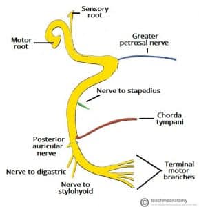 Facial Nerve Anatomy (CN VII) | Course & Functions - TeachMeAnatomy