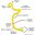 Facial Nerve Anatomy (CN VII) | Course & Functions - TeachMeAnatomy