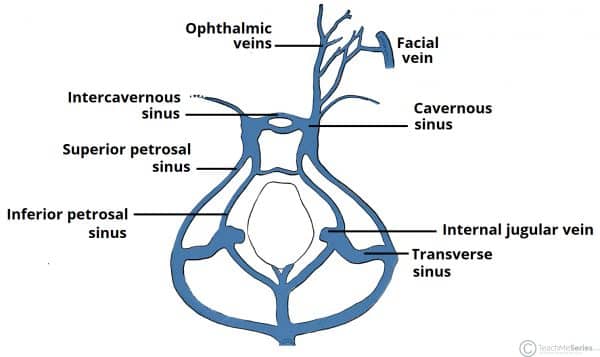 Dural Venous Sinuses - Superior Sagittal - TeachMeAnatomy