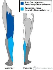 Saphenous Nerve - Course - Functions - TeachMeAnatomy