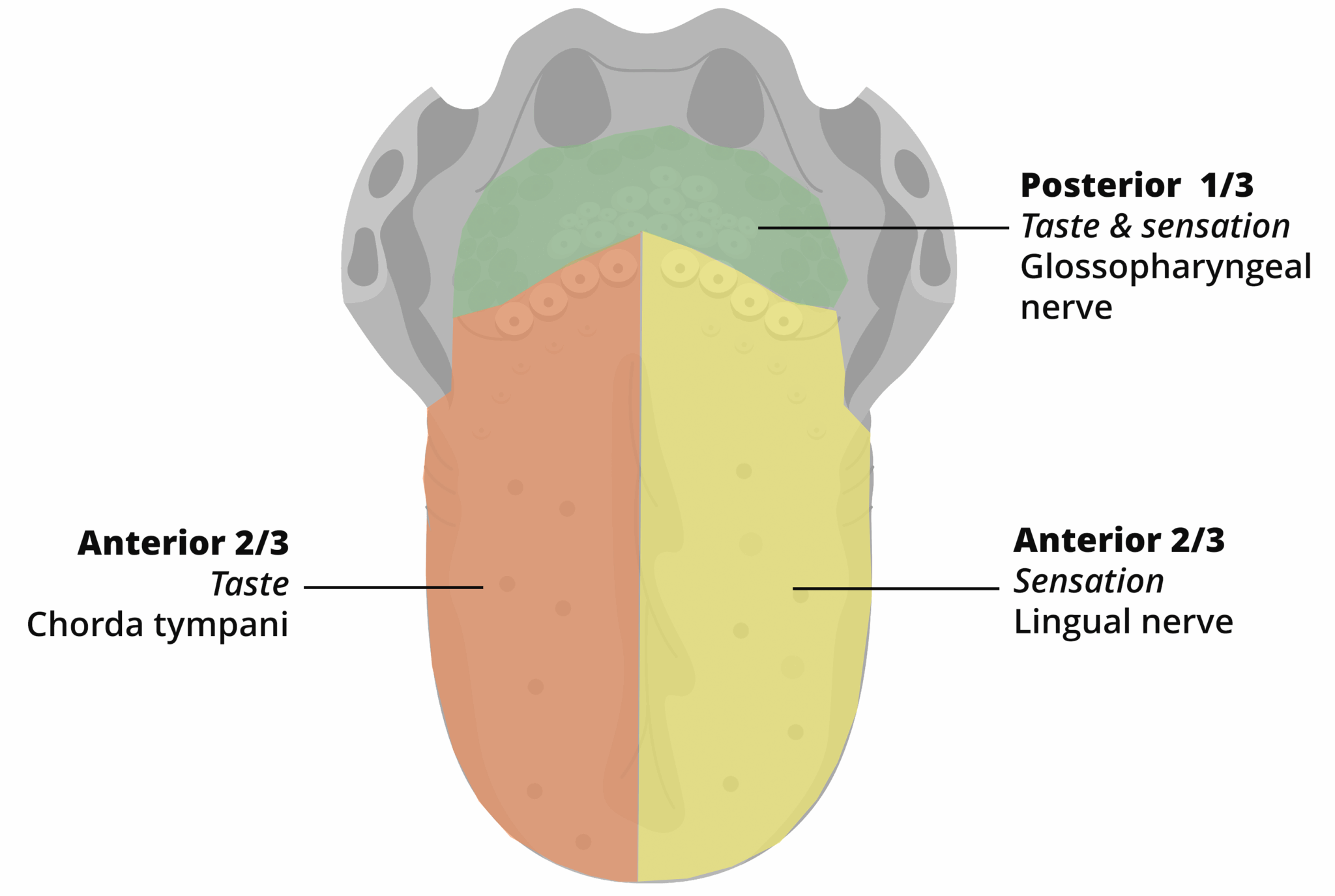 Lingual Nerve – Anatomy, Course, and Sensory Supply