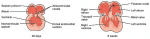 Development of the Cardiovascular System - TeachMeAnatomy
