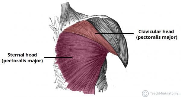 Pectoralis Major - Attachments - Actions - TeachMeAnatomy