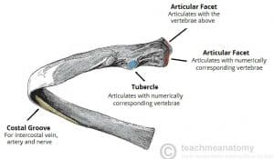 The Ribs - Rib Cage - Articulations - Fracture - TeachMeAnatomy