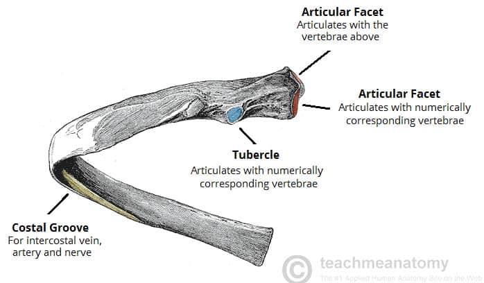 The Ribs Rib Cage Articulations Fracture TeachMeAnatomy