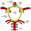 Circle of Willis - Structure - Location - TeachMeAnatomy