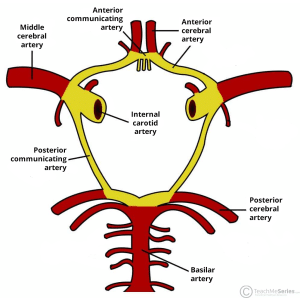 Circle of Willis - Structure - Location - TeachMeAnatomy