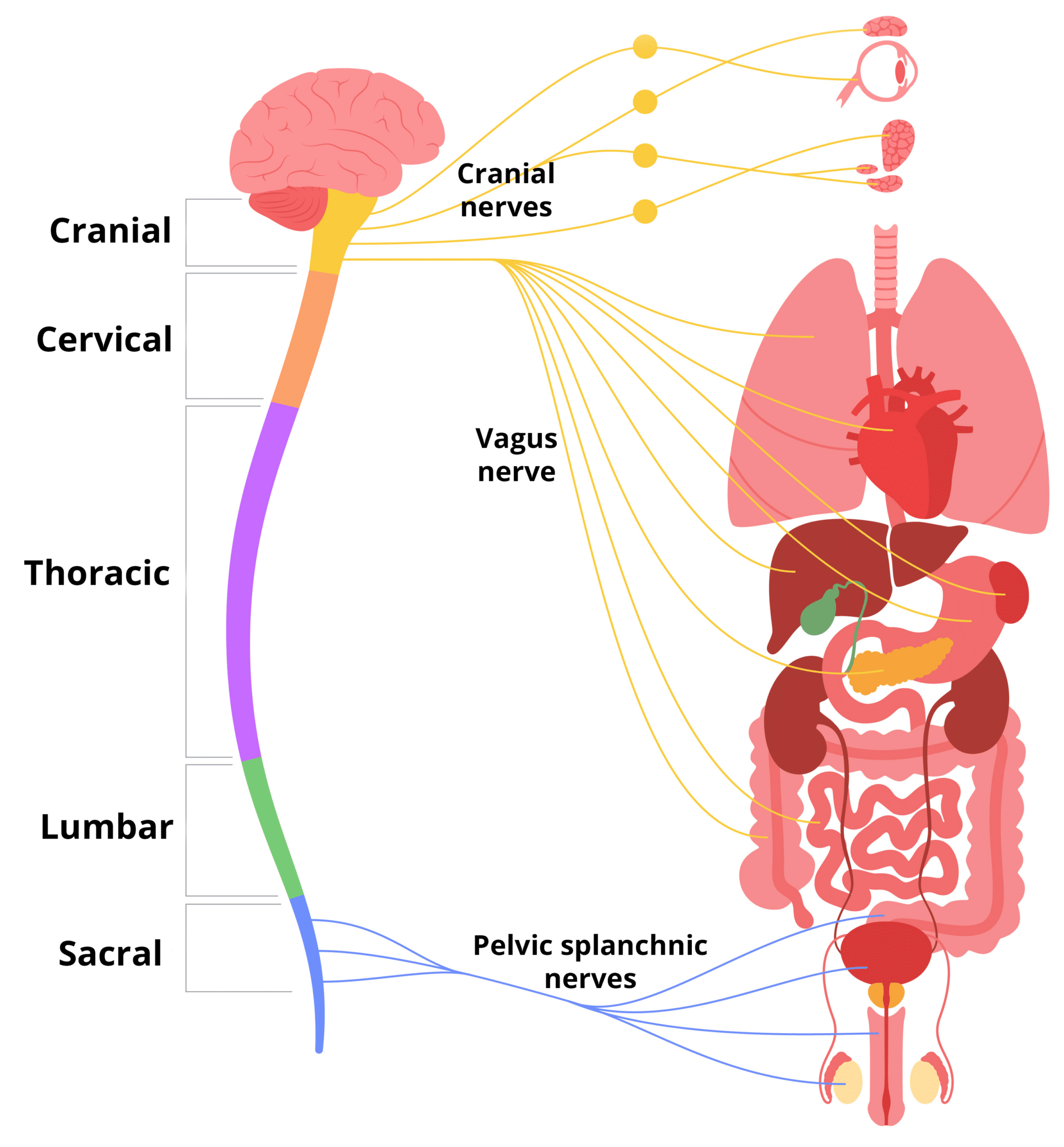 Systems - TeachMeAnatomy