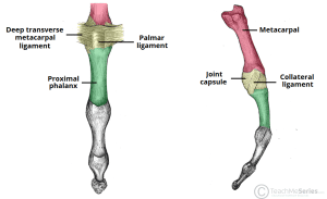 The Metacarpophalangeal Joint - Ligaments - TeachMeAnatomy
