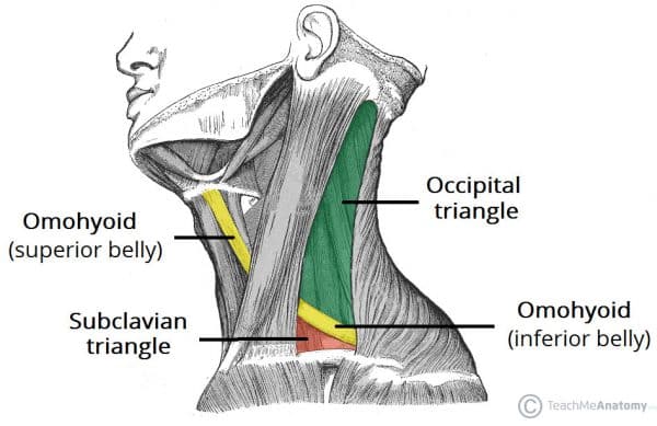 Human Upper Limb Anatomy - TeachMeAnatomy