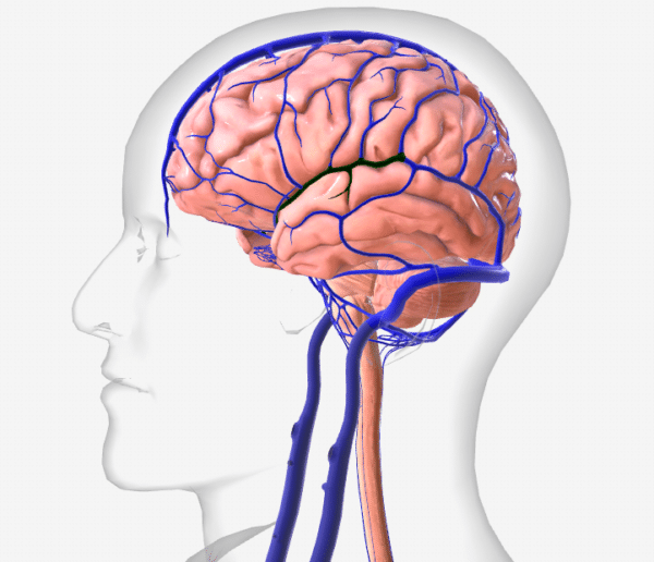 Superficial Middle Cerebral Vein - Course - Supply - TeachMeAnatomy