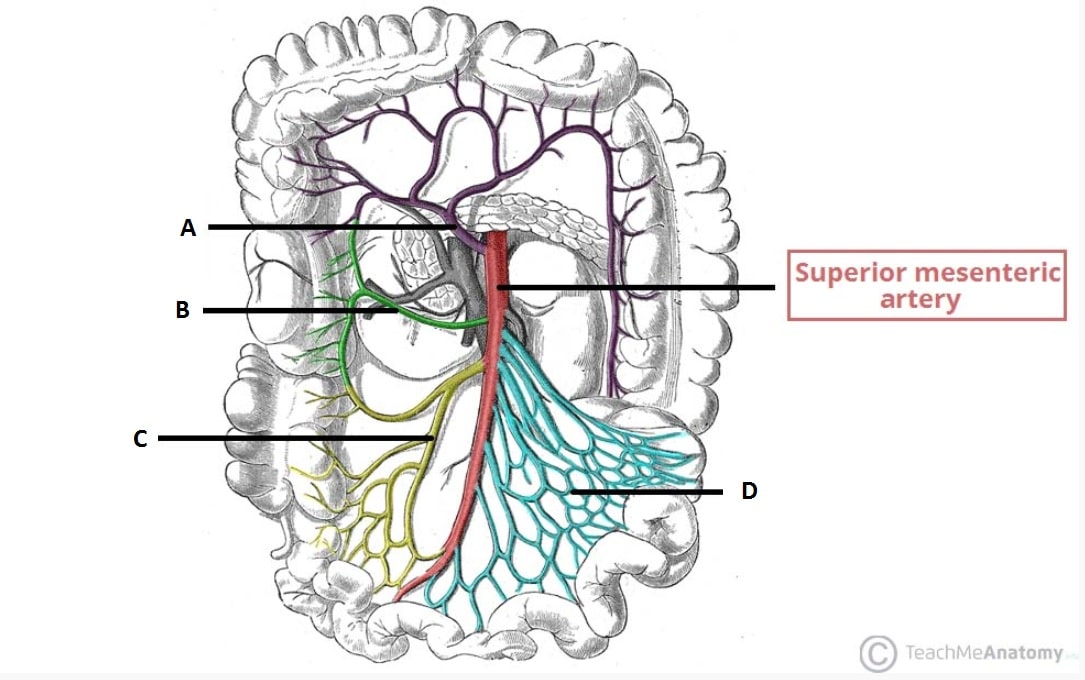 The Superior Mesenteric Artery - Position - Branches - TeachMeAnatomy
