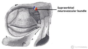 Supraorbital Nerve - Course - Supply - TeachMeAnatomy