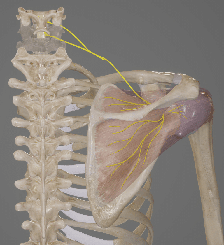 Suprascapular Nerve - Course - Functions - TeachMeAnatomy