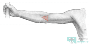 The Cubital Fossa - Borders - Contents - TeachMeAnatomy