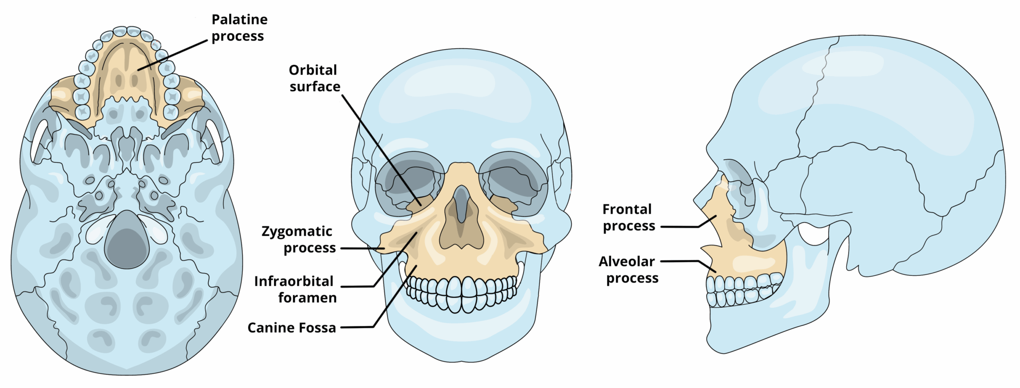 The Maxilla - Landmarks - Articulations - TeachMeAnatomy