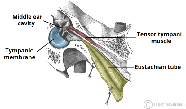 The Eustachian (Auditory) Tube - Osseous - Cartilaginous -TeachMeAnatomy