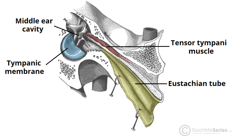 The Eustachian (Auditory) Tube - Osseous - Cartilaginous -TeachMeAnatomy