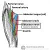 Lower Limb Nerves | Lumbosacral Plexus, Sciatic and Peripheral Nerves ...