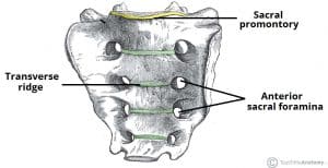 Sacrum Anatomy: Structure, Surfaces, Muscles, and Clinical Notes for ...