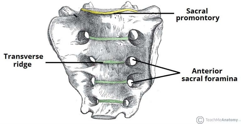 Sacrum Anatomy: Structure, Surfaces, Muscles, and Clinical Notes for ...