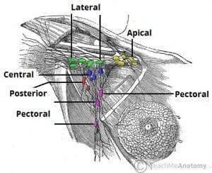Blood Vessels and Lymphatics of the Upper Limb - TeachMeAnatomy