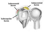 The Shoulder Joint - Structure - Movement - TeachMeAnatomy