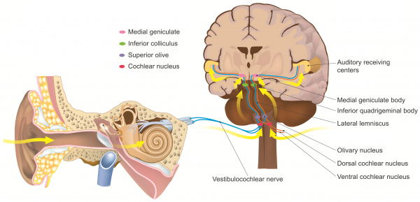 The Auditory Pathway - Structures of the Ear - Auditory Transduction ...