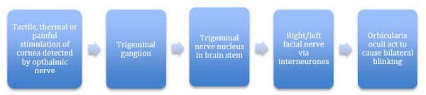 The Trigeminal Nerve (CN V) - Course - Divisions - TeachMeAnatomy