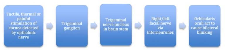 The Ophthalmic Division of the Trigeminal Nerve (CNV1) - TeachMeAnatomy