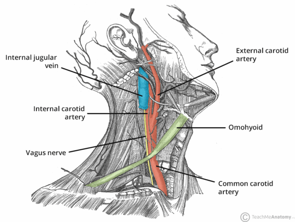 Common Carotid Artery Anatomy – Course, Branches & Supply