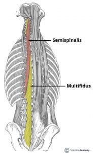 Multifidus - Attachments - Blood Supply -TeachMeAnatomy