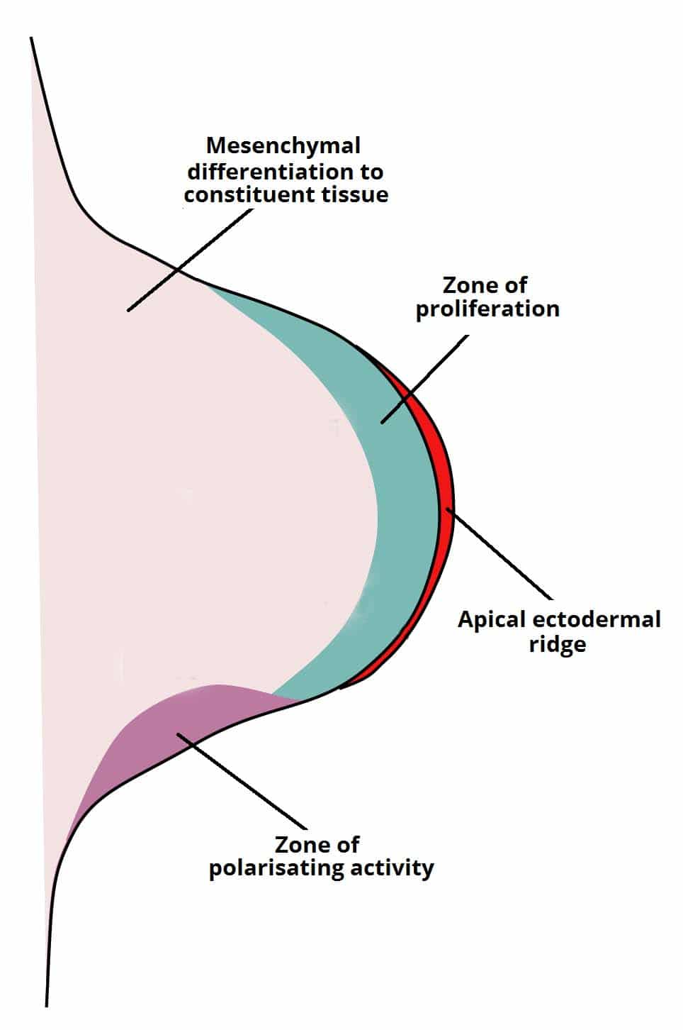 Development Of The Limbs Formation Of Limb Buds Formation Of Digits