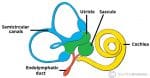 The Inner Ear - Bony Labyrinth - Membranous Labryinth - TeachMeAnatomy