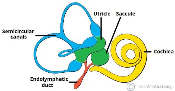 The Ear Teachmeanatomy