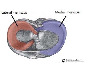 The Knee Joint - Articulations - Movements - Injuries - TeachMeAnatomy